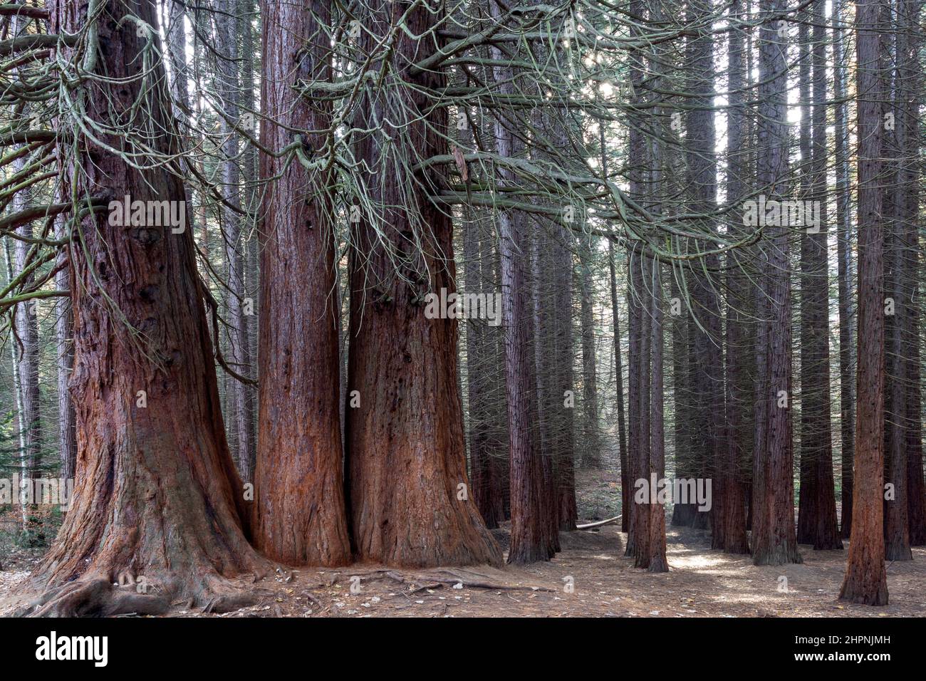 Old Sequoia forest near village of Bogoslov at Osogovo Mountain ...