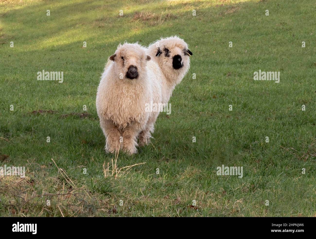 Walliser blacknose sheep hi-res stock photography and images - Alamy