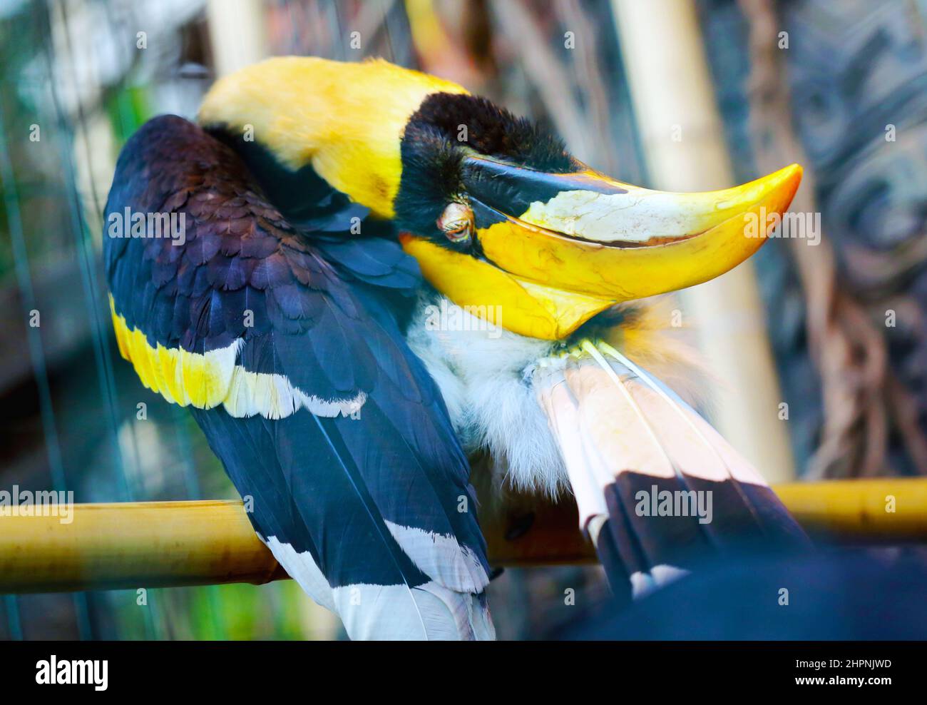 Two-horned kalao with a large large beak photographed close-up Stock ...