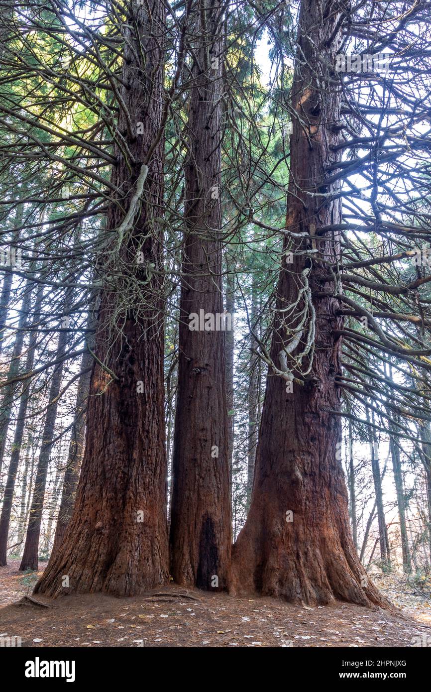 Old Sequoia forest near village of Bogoslov at Osogovo Mountain ...