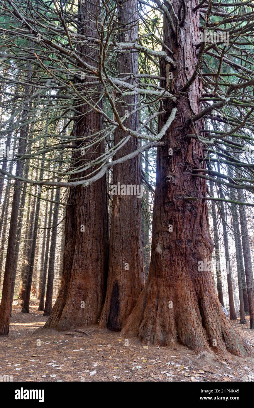 Old Sequoia forest near village of Bogoslov at Osogovo Mountain ...