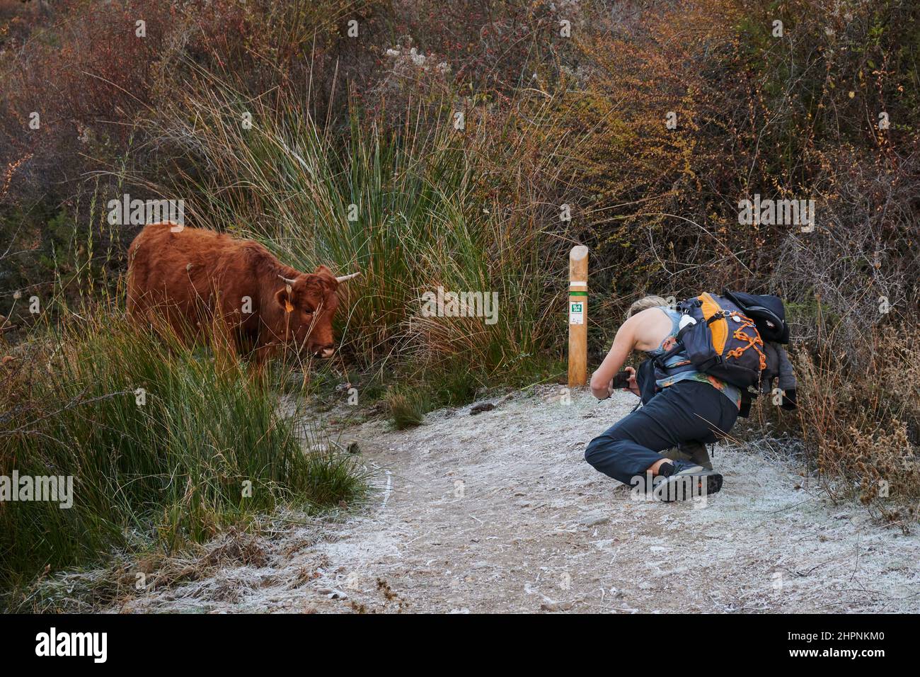 Rear view of a male in the field near the brown bull amid dense ...