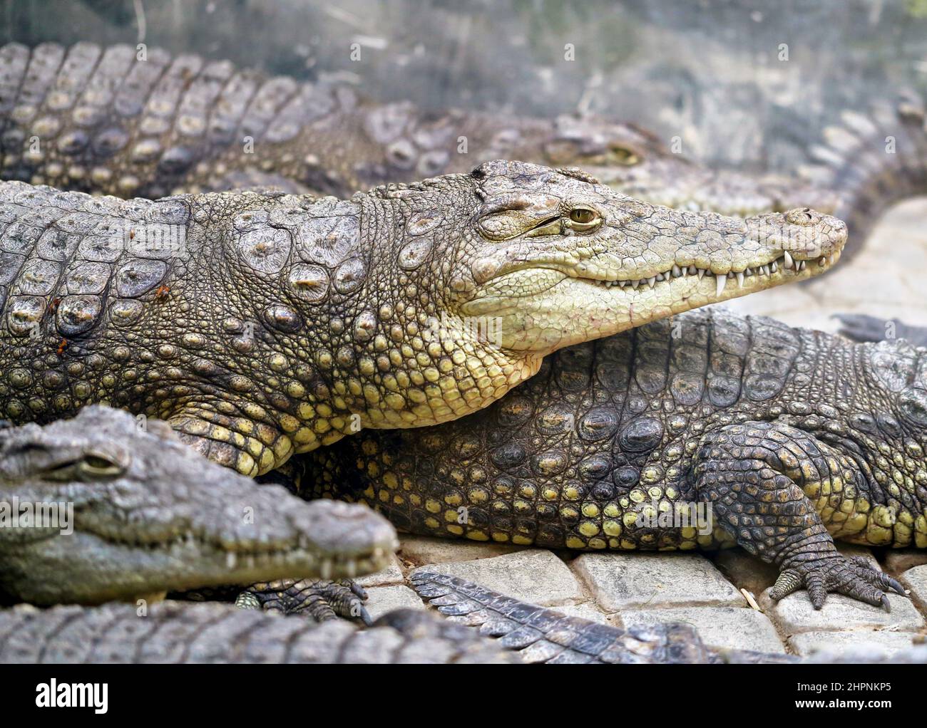 Beautiful toothy reptiles crocodiles are standing on the ground ...