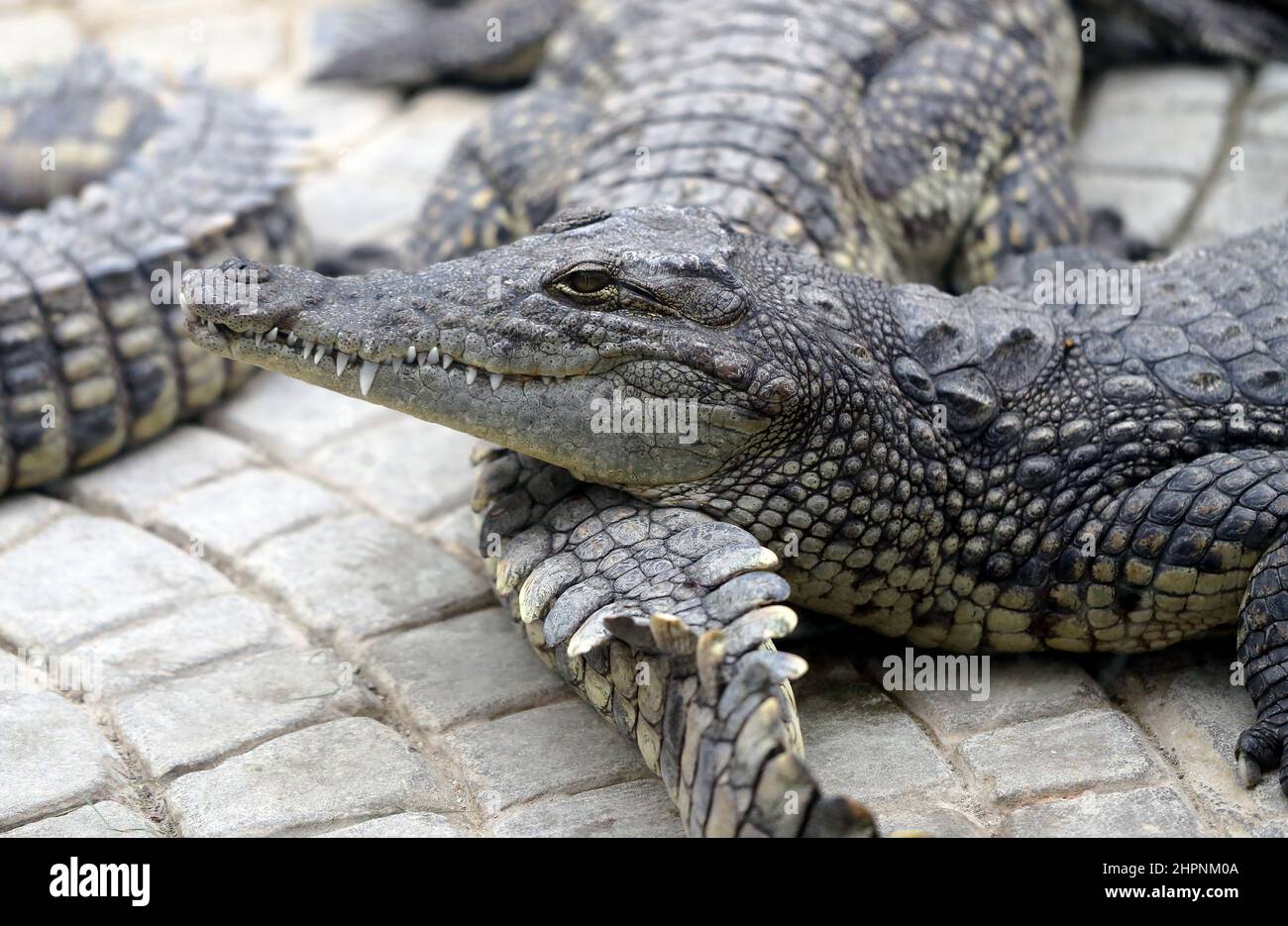 Beautiful toothy reptiles crocodiles are standing on the ground ...