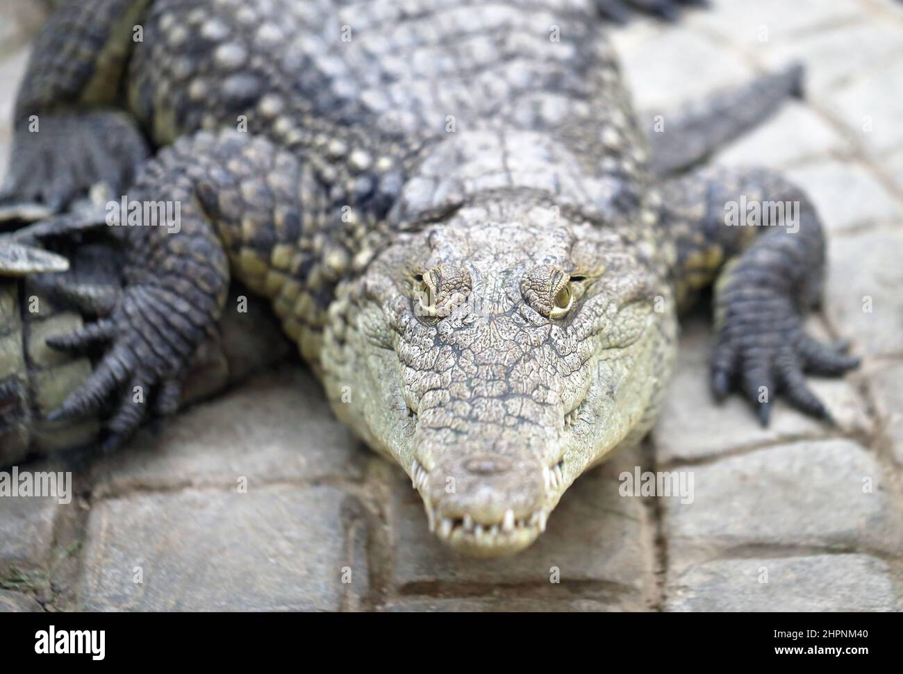 Beautiful toothy reptiles crocodiles are standing on the ground ...