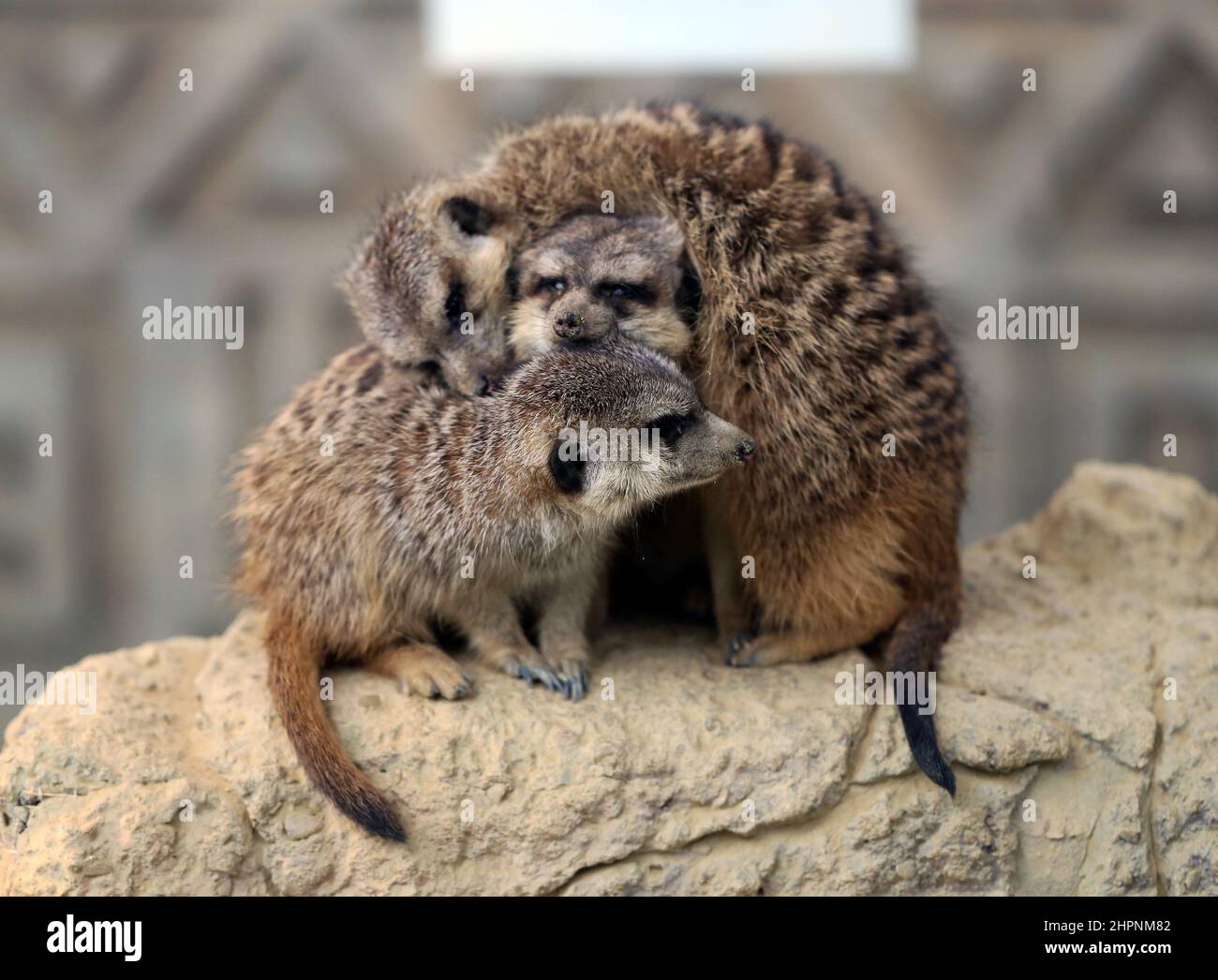 beautiful meerkats hugging sitting on a rock photographed close-up ...