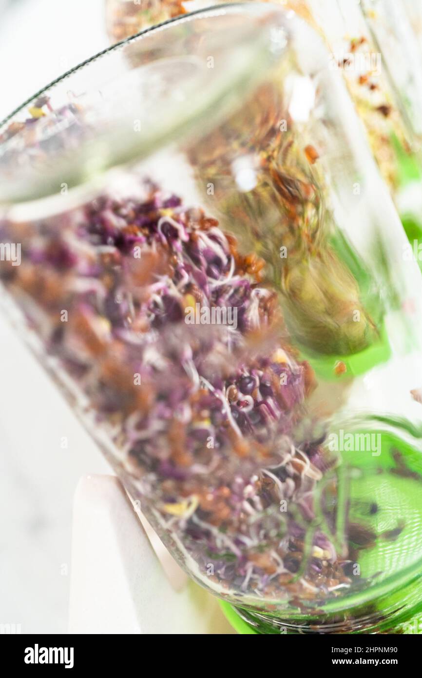 Day 5. Growing organic sprouts in a mason jar with sprouting lid on the ...