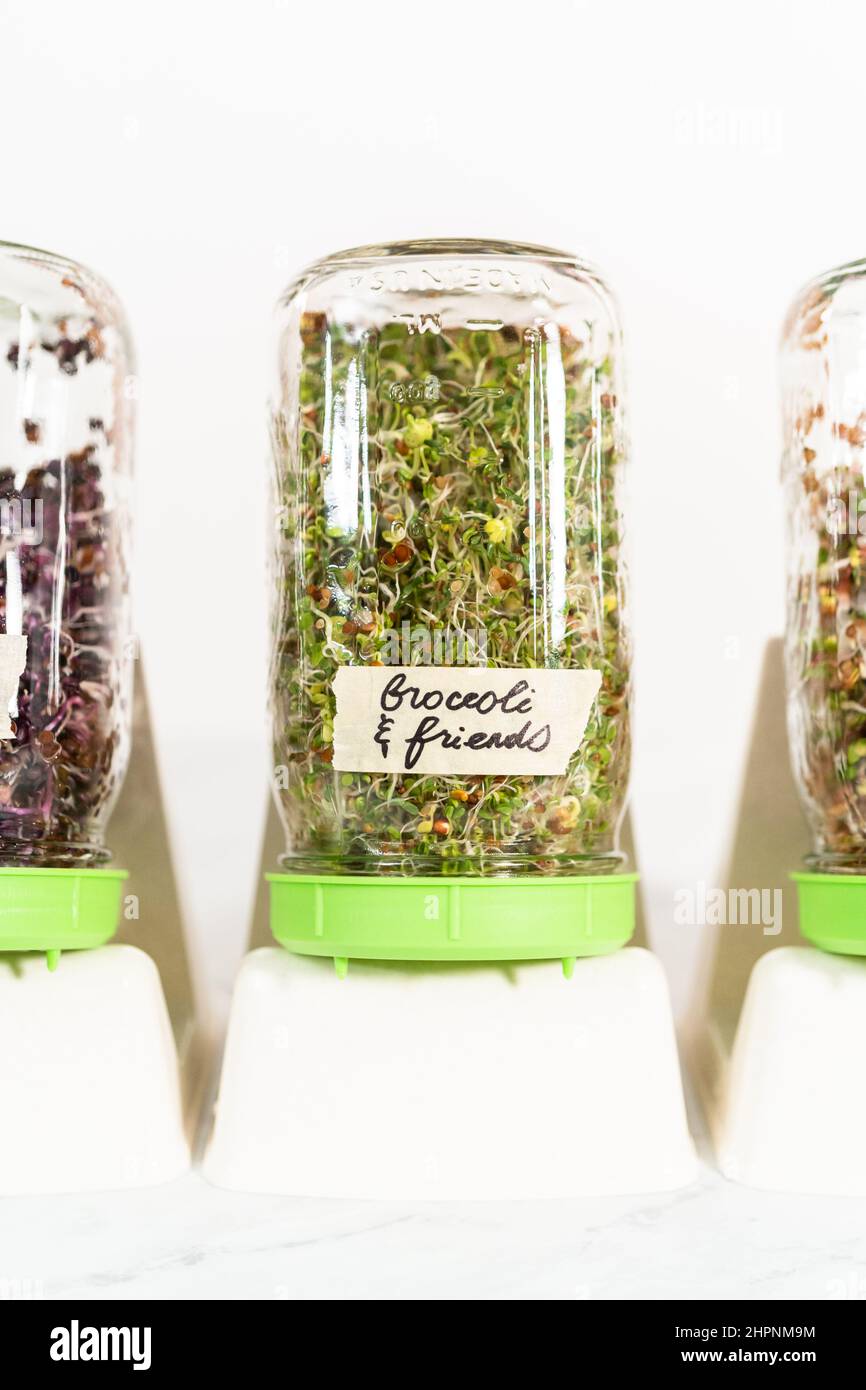 Day 6. Growing organic sprouts in a mason jar with sprouting lid on the ...
