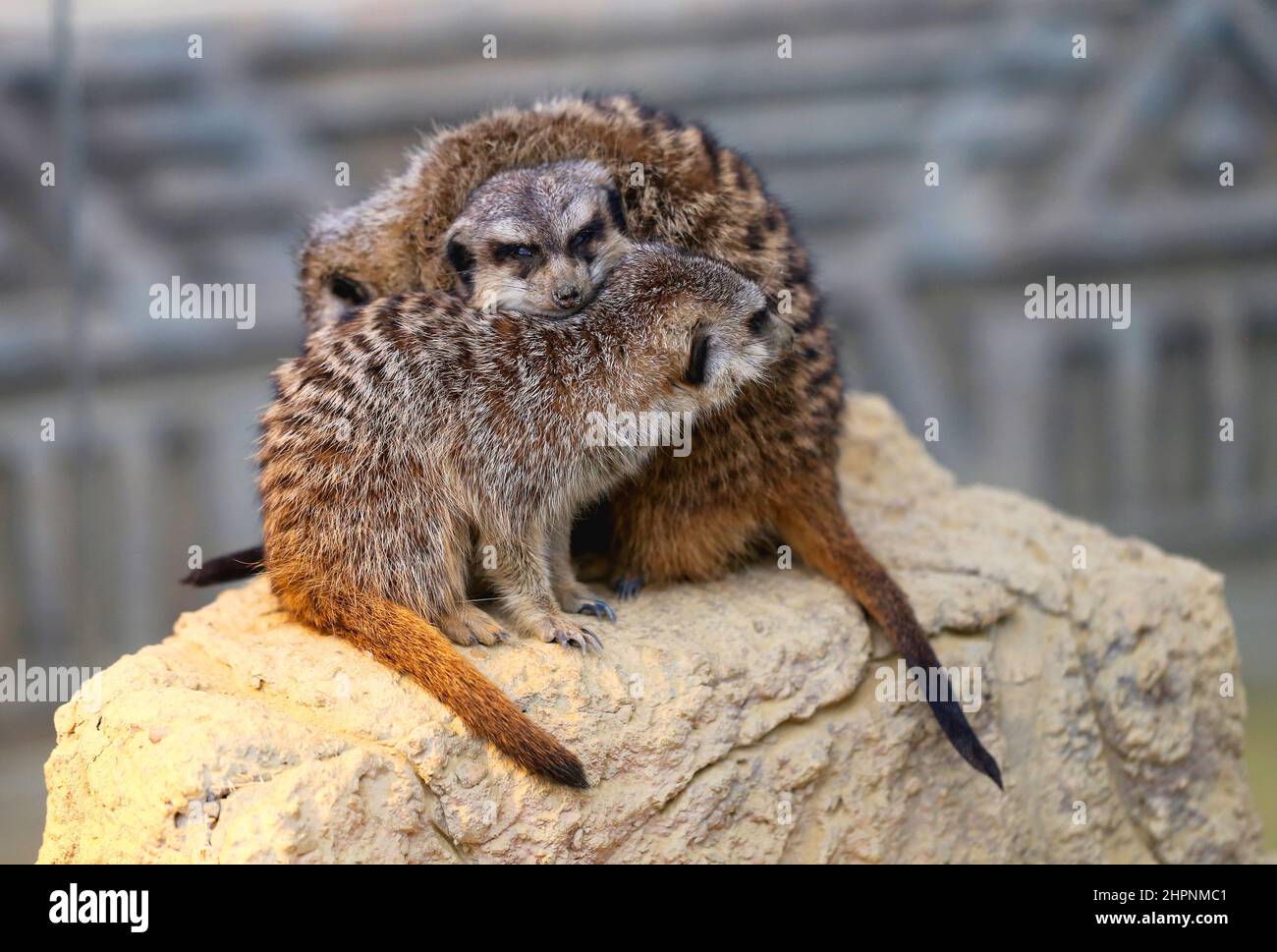 beautiful meerkats hugging sitting on a rock photographed close-up ...