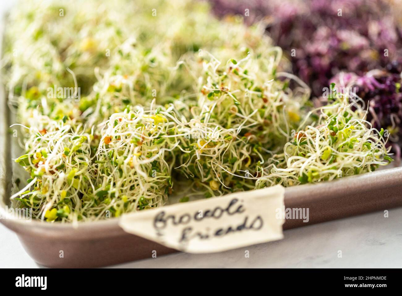 Day 6. Drying freshly harvested organic sprouts on a baking sheet lined ...