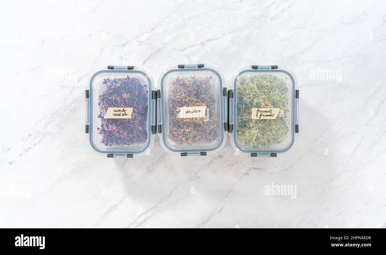 Day 6. Flat lay. Packaging freshly harvested organic sprouts into a ...