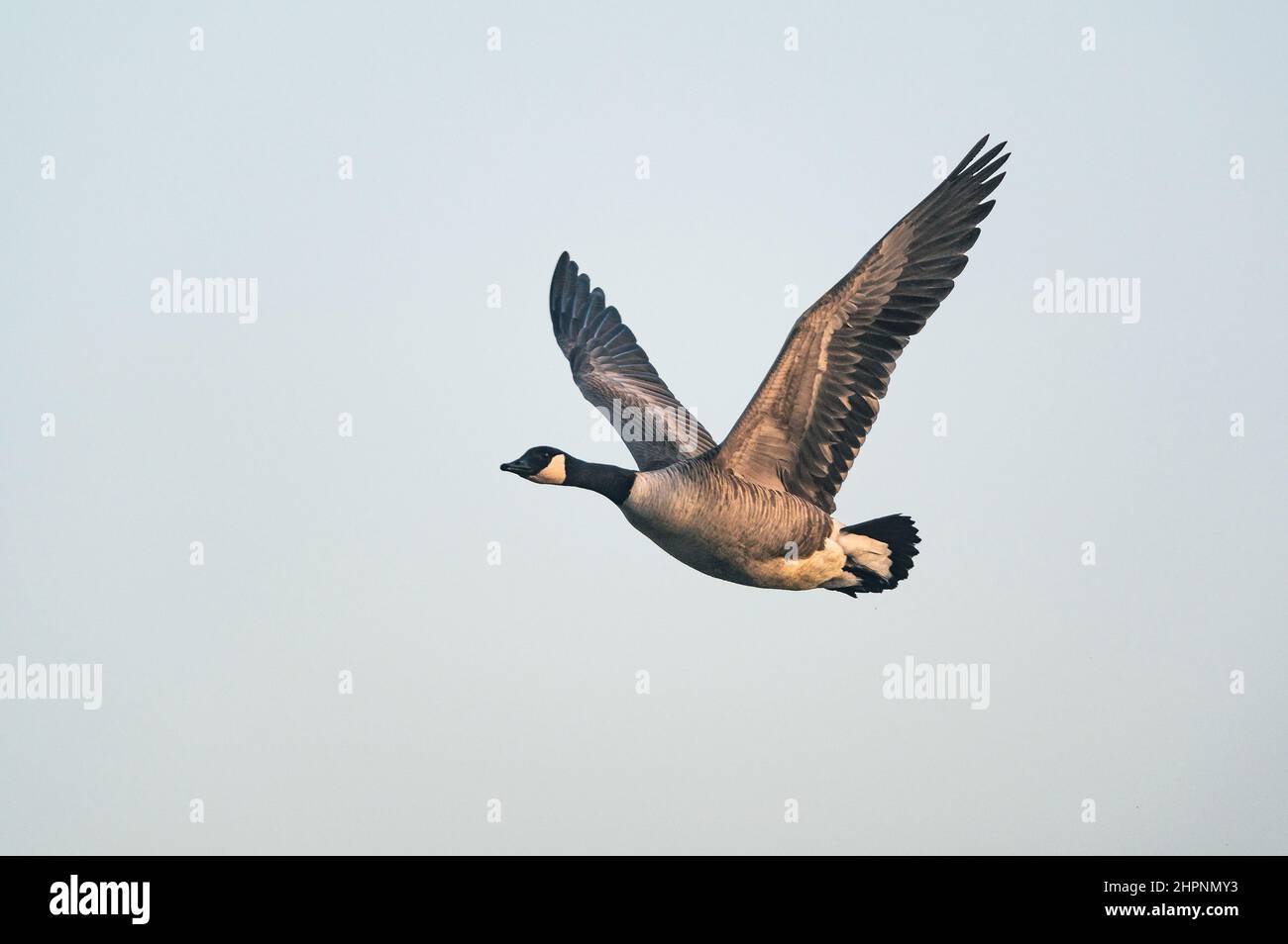 Canada Geese, Canada Goose, Branta Canadensis in flight Stock Photo - Alamy