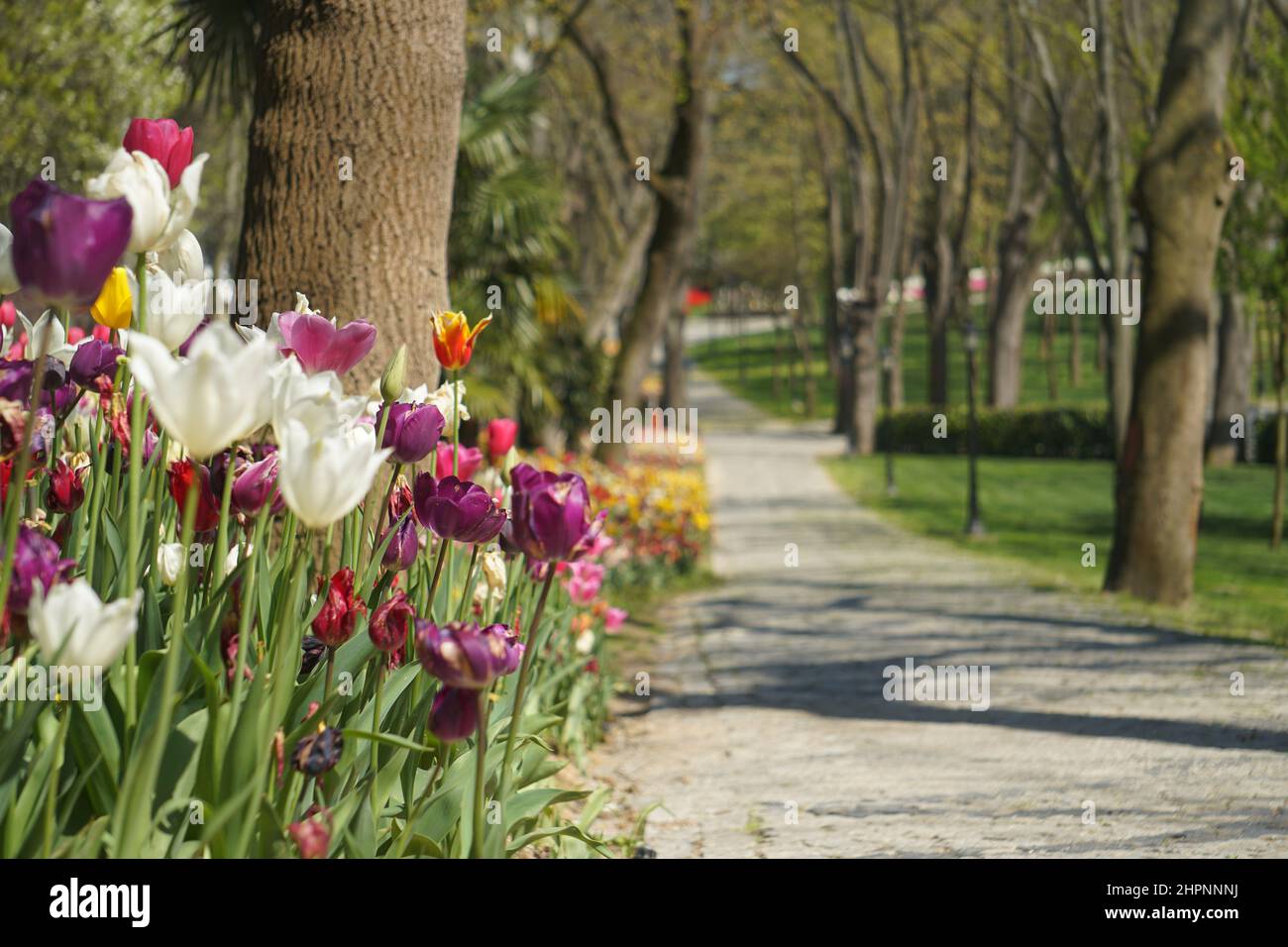 Tulips and flowers Emirgan park Stock Photo - Alamy