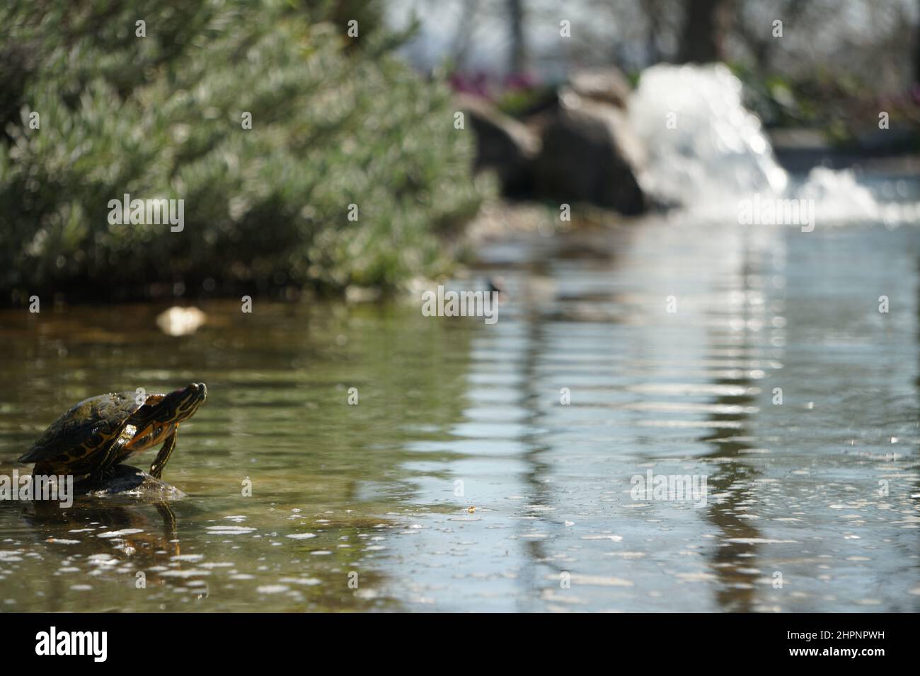 Turtle in the lake, Emirgan Park 2021 Stock Photo - Alamy