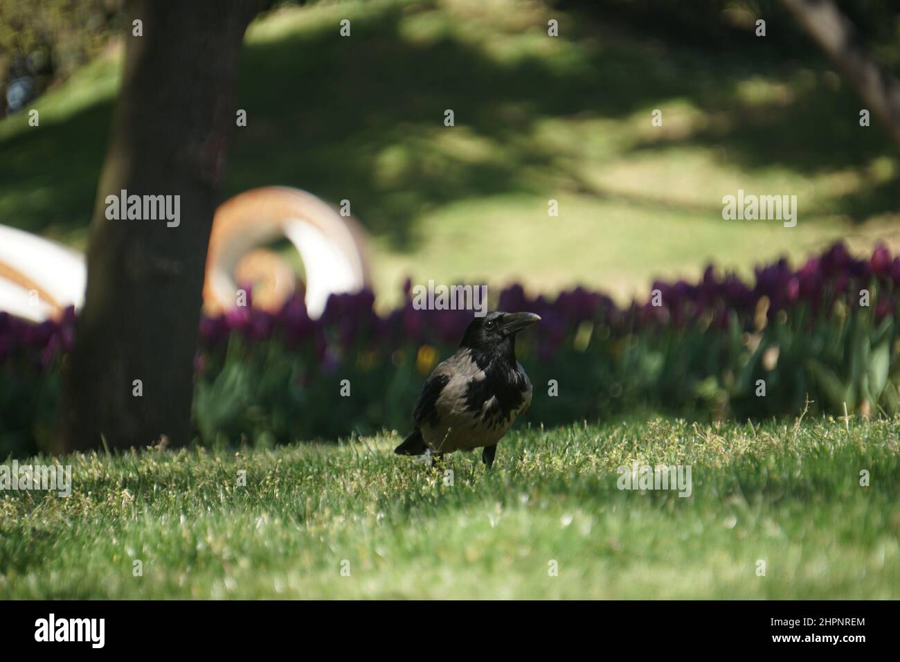 Crow flowers hi-res stock photography and images - Alamy