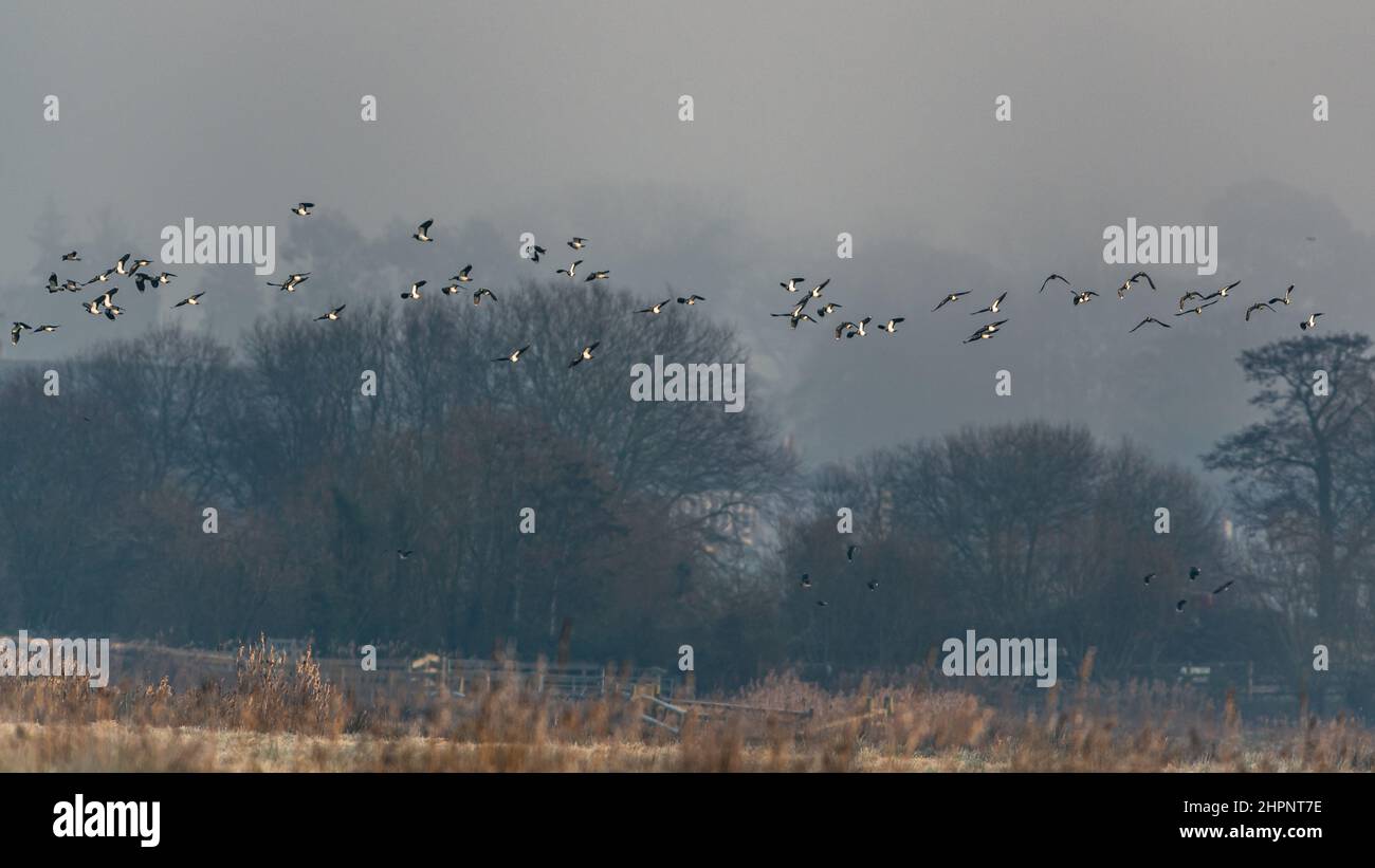 Northern Lapwing, Vanellus vanellus in the flight Stock Photo - Alamy