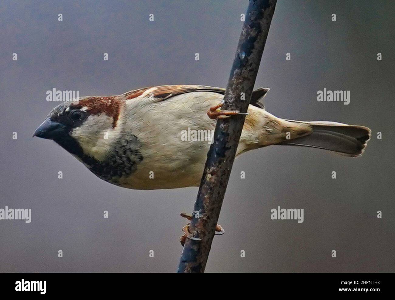 On a high pole hi-res stock photography and images - Alamy