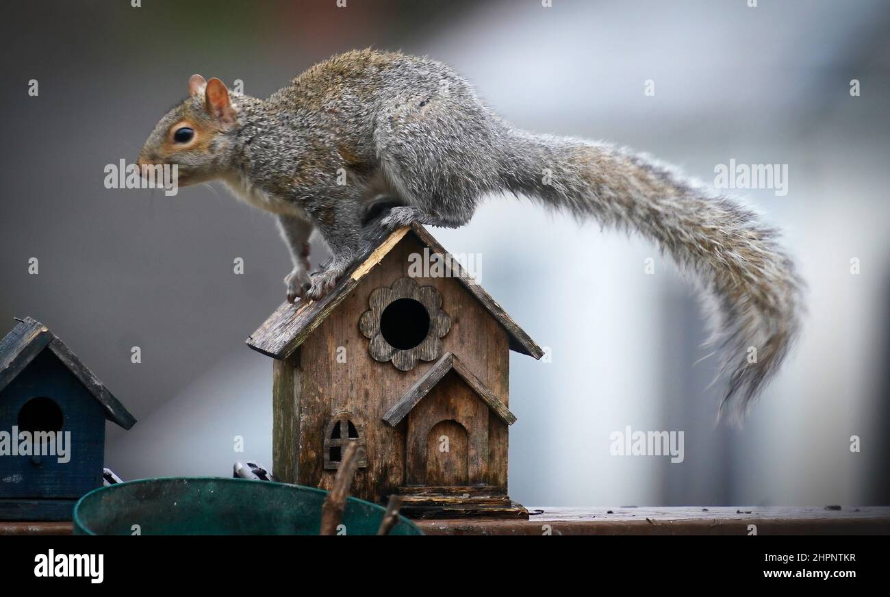 Garden Squirrel leaps onto the roof of a birdhouse Stock Photo - Alamy