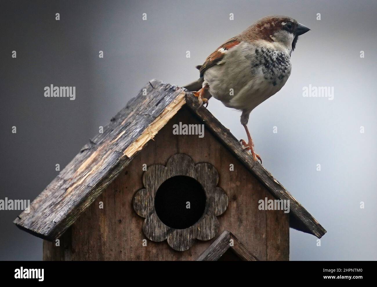 Birdhouse with metal roof hi-res stock photography and images - Alamy