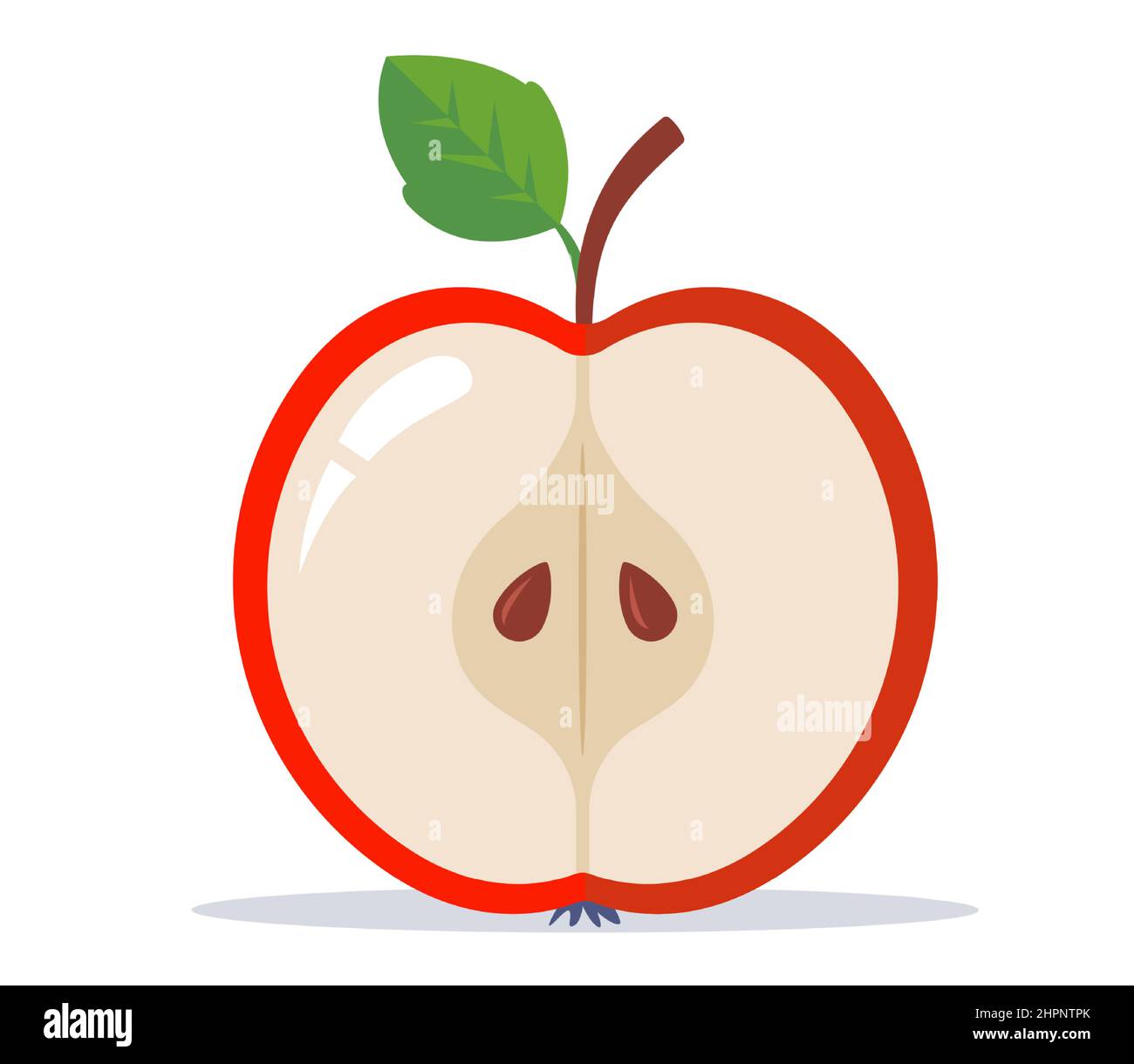 cut half of an apple. ripe fruit cut. flat vector illustration Stock ...