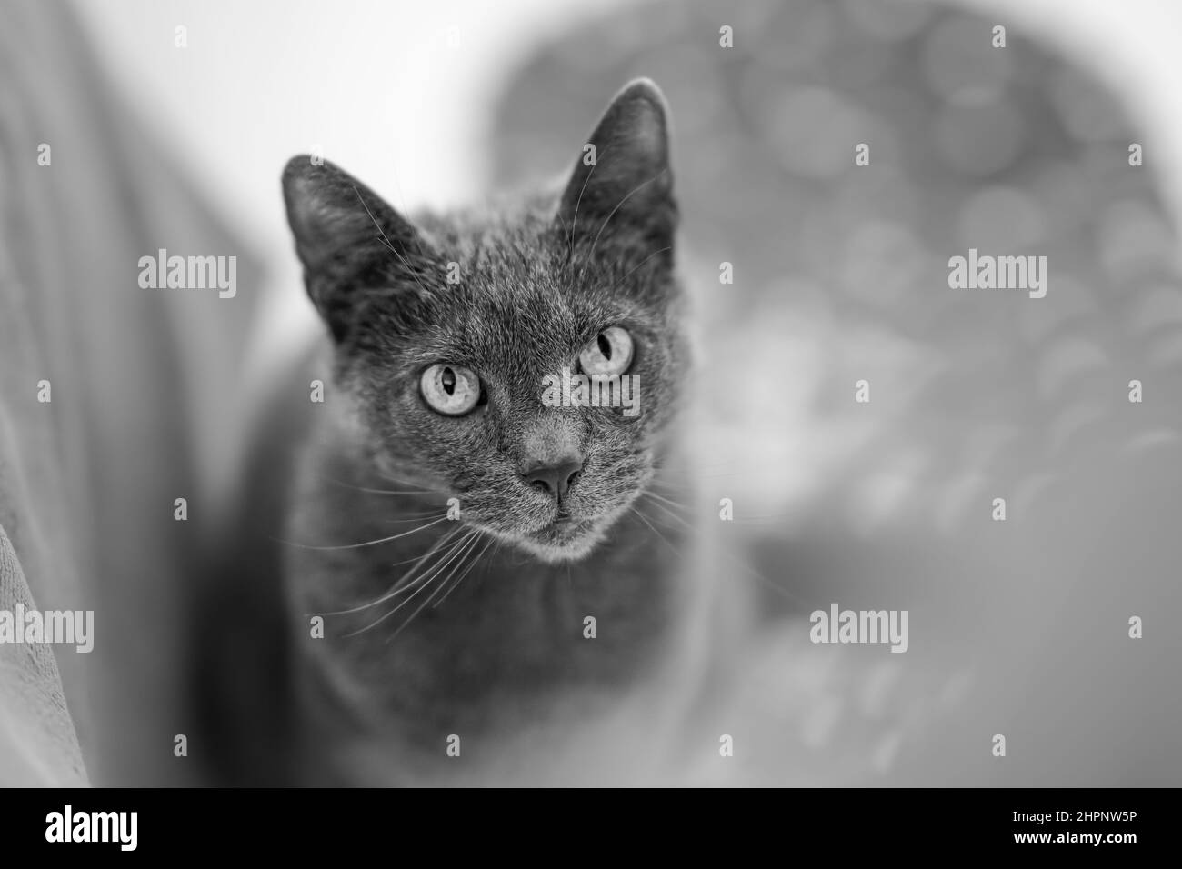 Beautiful Close Up Shot Of Gray Cute Cat With Pale Blue Eyes Stock