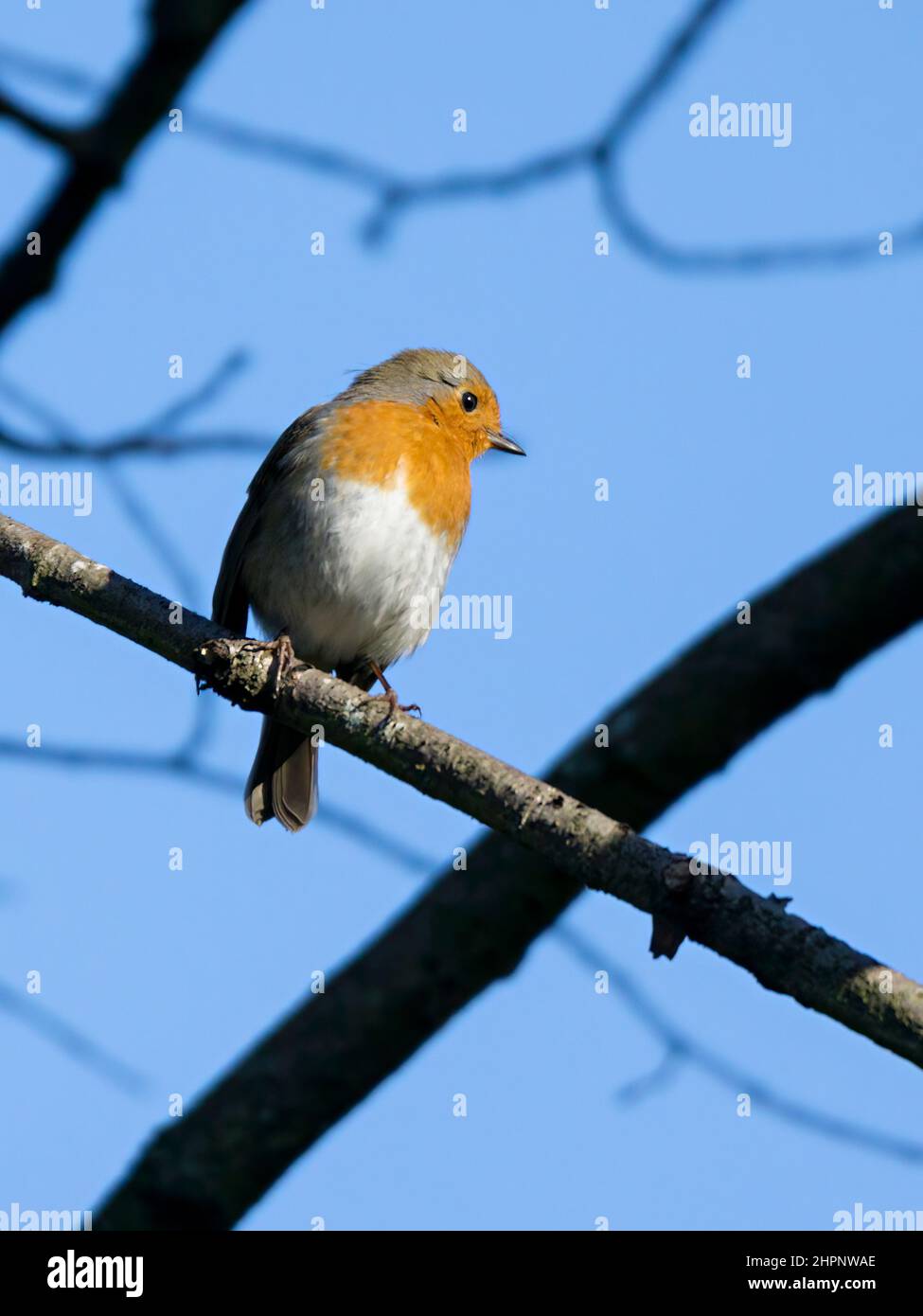 Side view robin bird on hi-res stock photography and images - Alamy