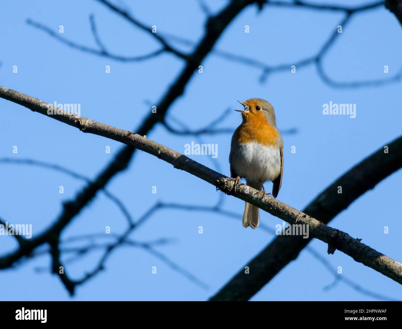 Robin singing while perched on a branch with head turned to the side ...