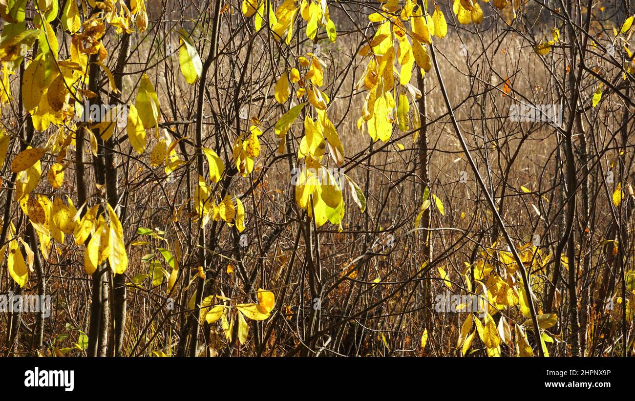 Withered yellow grass in the swamp in autumn. Trees with yellow foliage ...