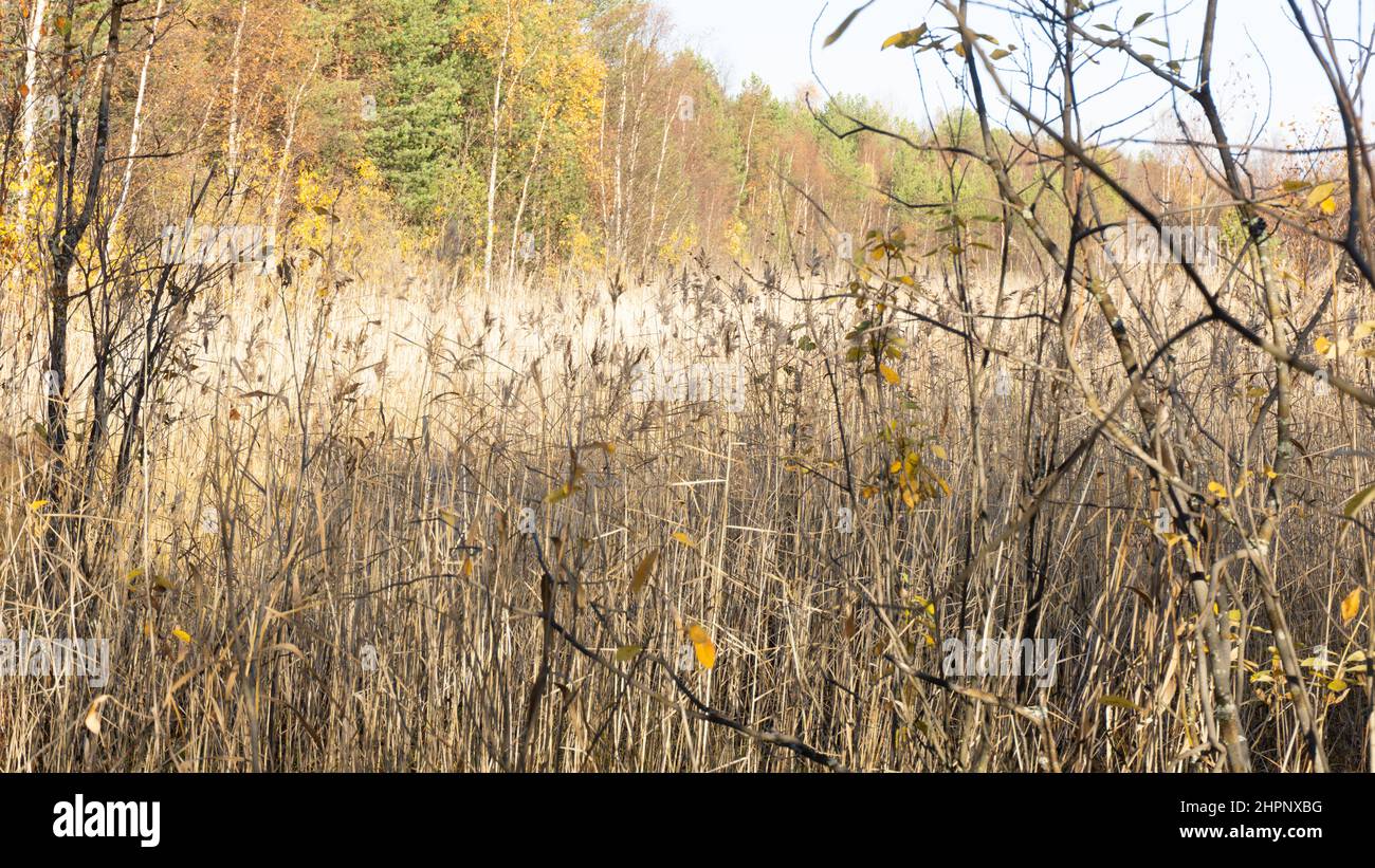 Withered yellow grass in the swamp in autumn. Trees with yellow foliage ...