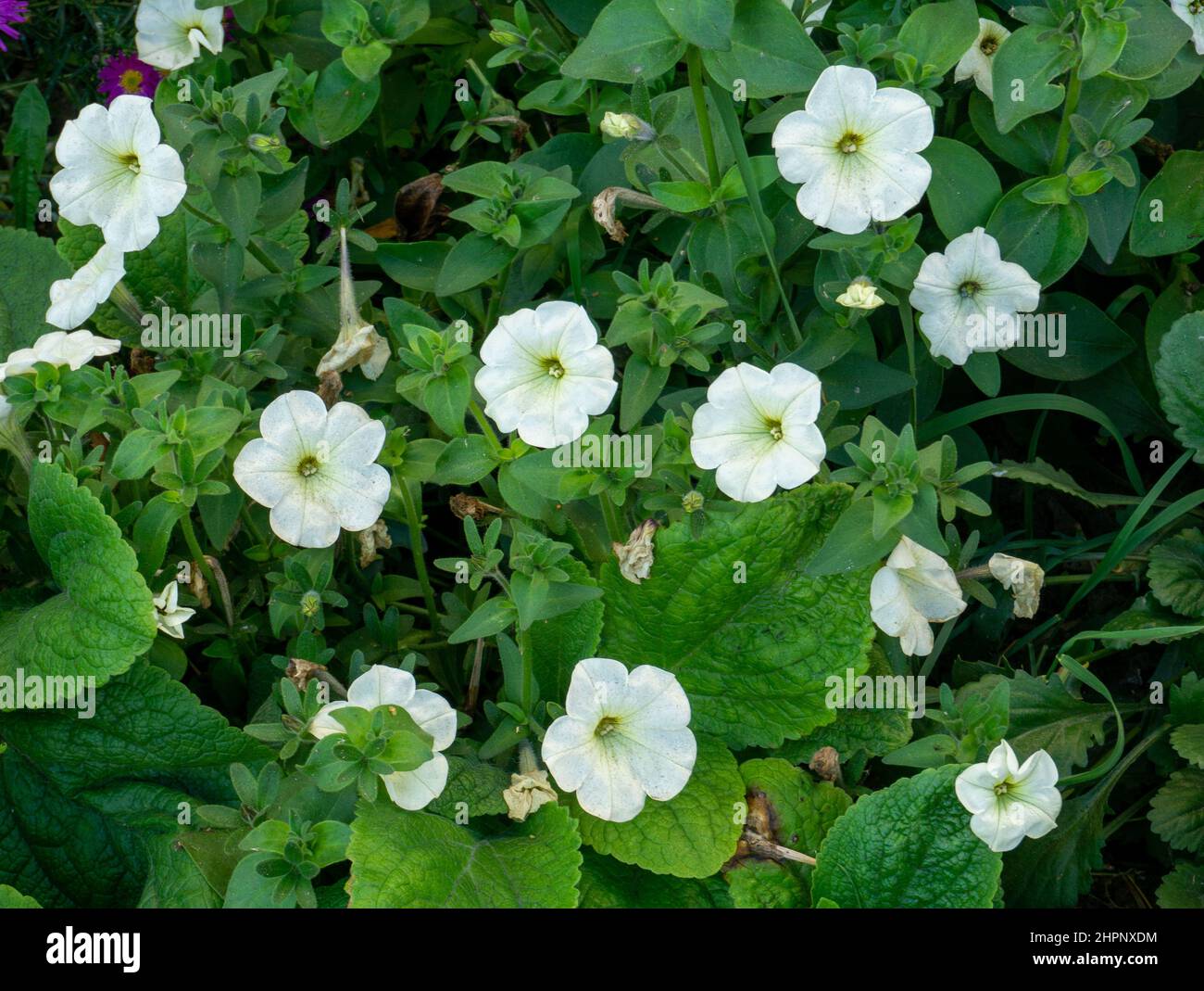 Bush of white petunias. Petunia inflorescences close-up on a background ...