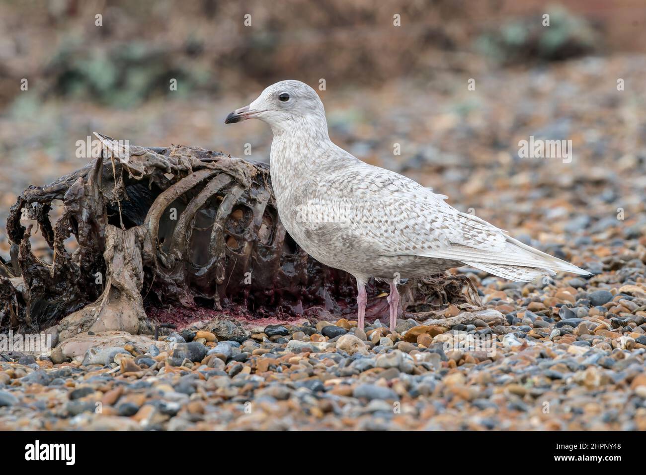 Iceland gull, Larus glaucoides, single juvenile bird feeding on carcass ...
