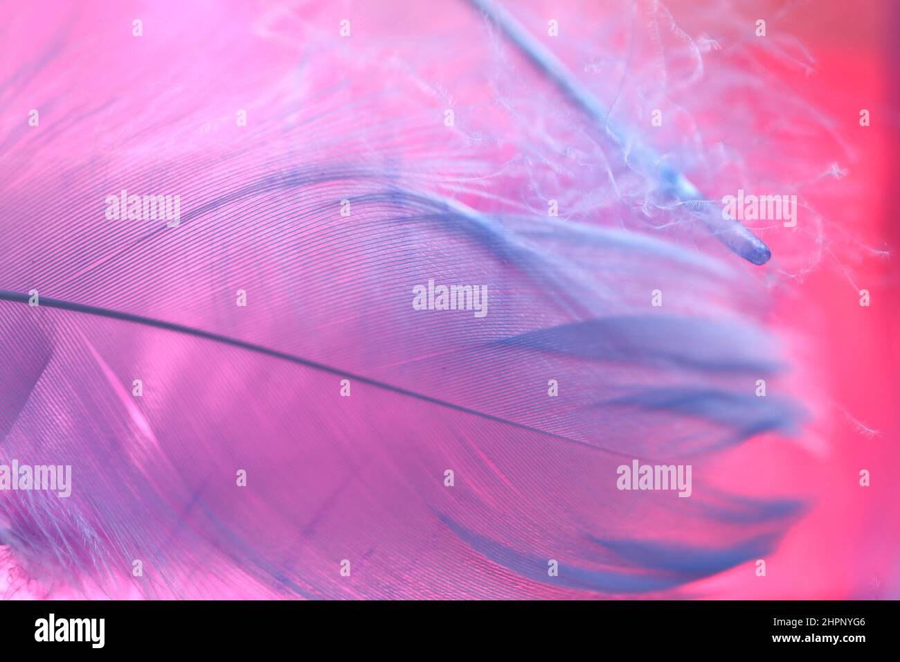 Feather texture.Feather macro background in blue pink colors ...