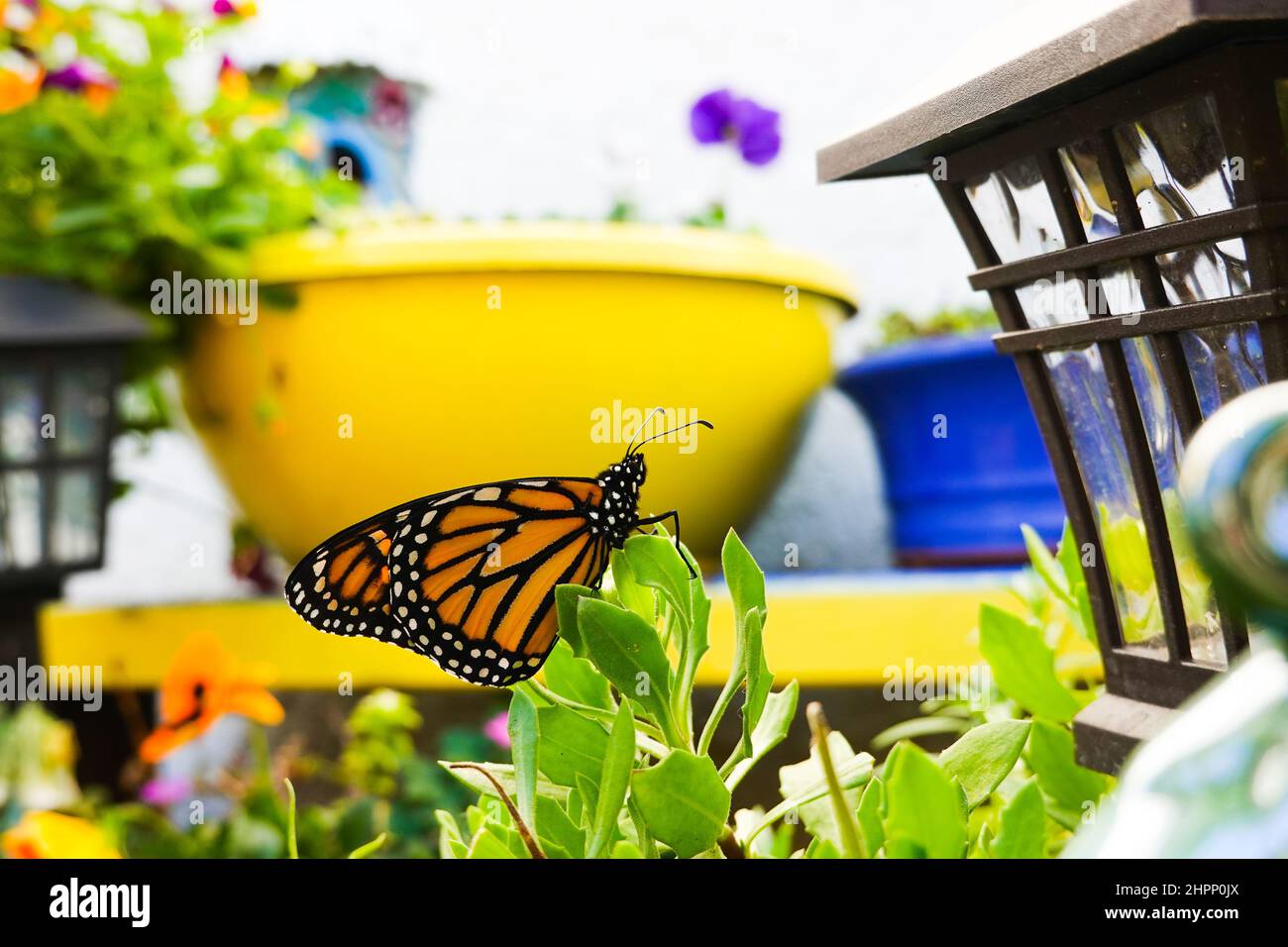 Monarch butterfly migratory hi-res stock photography and images - Alamy