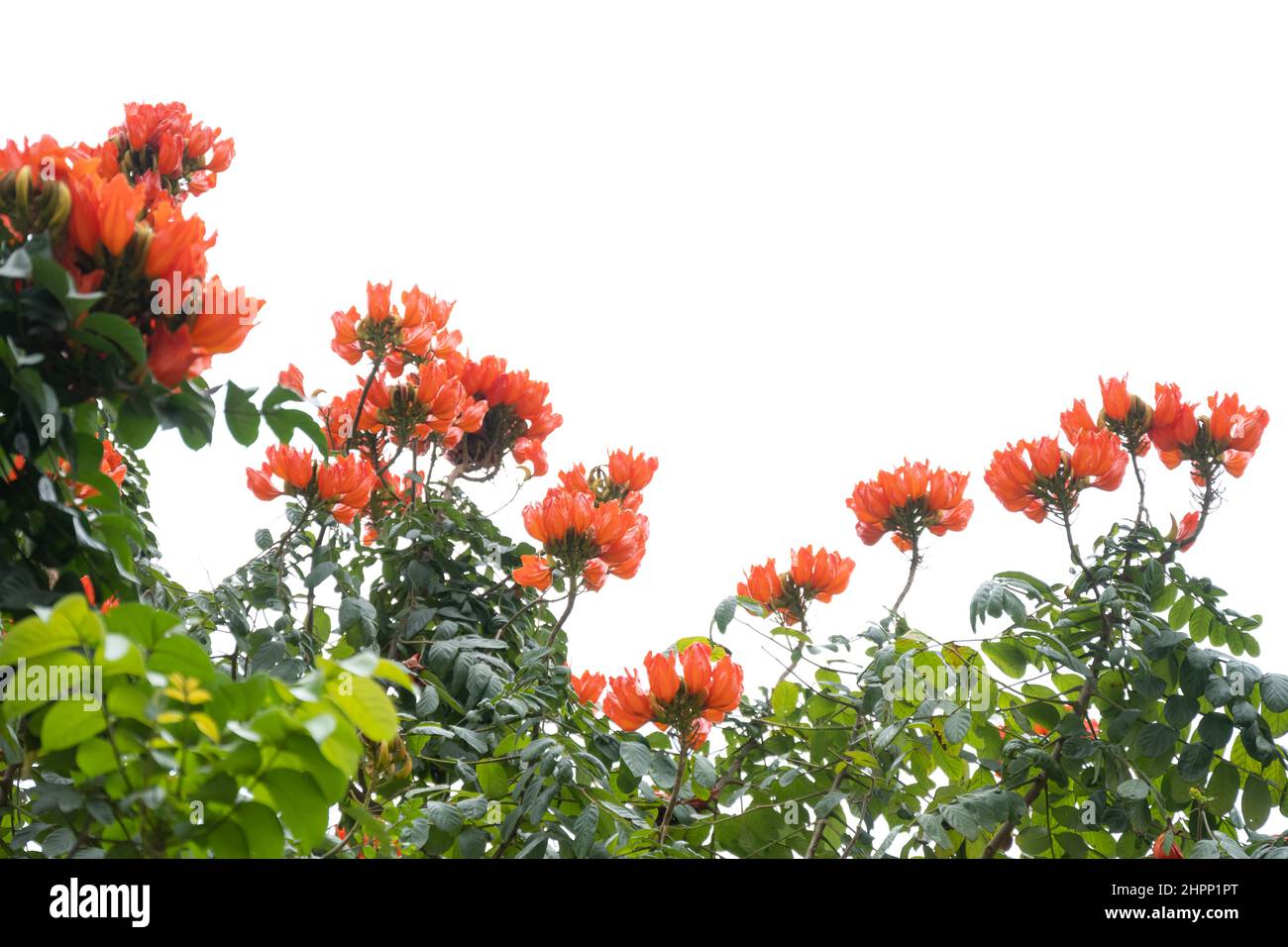 beautiful blooming African tulip tree or Spathodea campanulata Stock ...