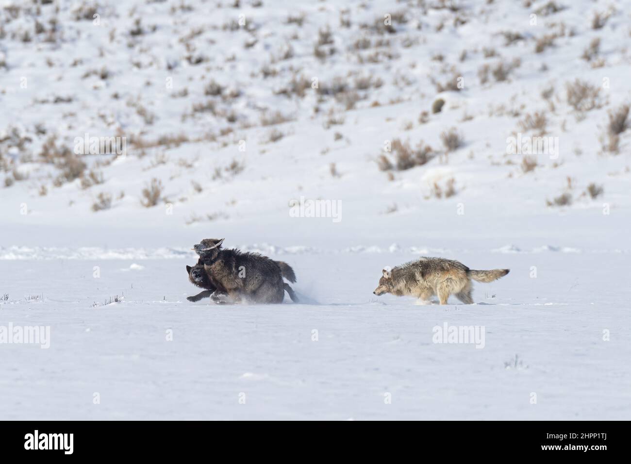 Grey wolves yellowstone hi-res stock photography and images - Alamy