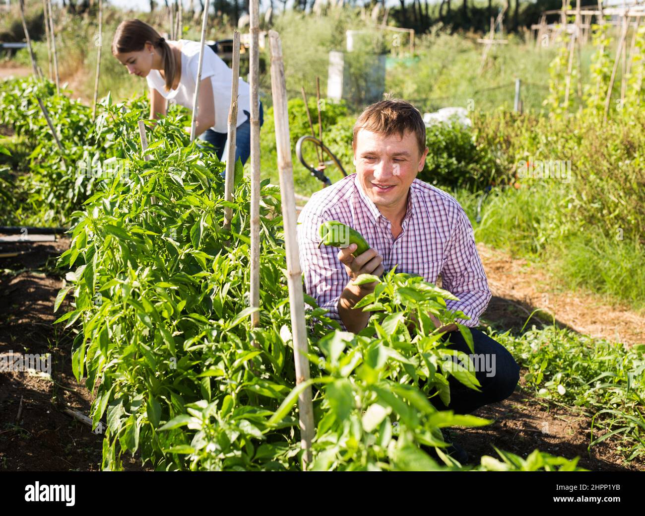 Family harvesting vegetables in the garden Stock Photo - Alamy