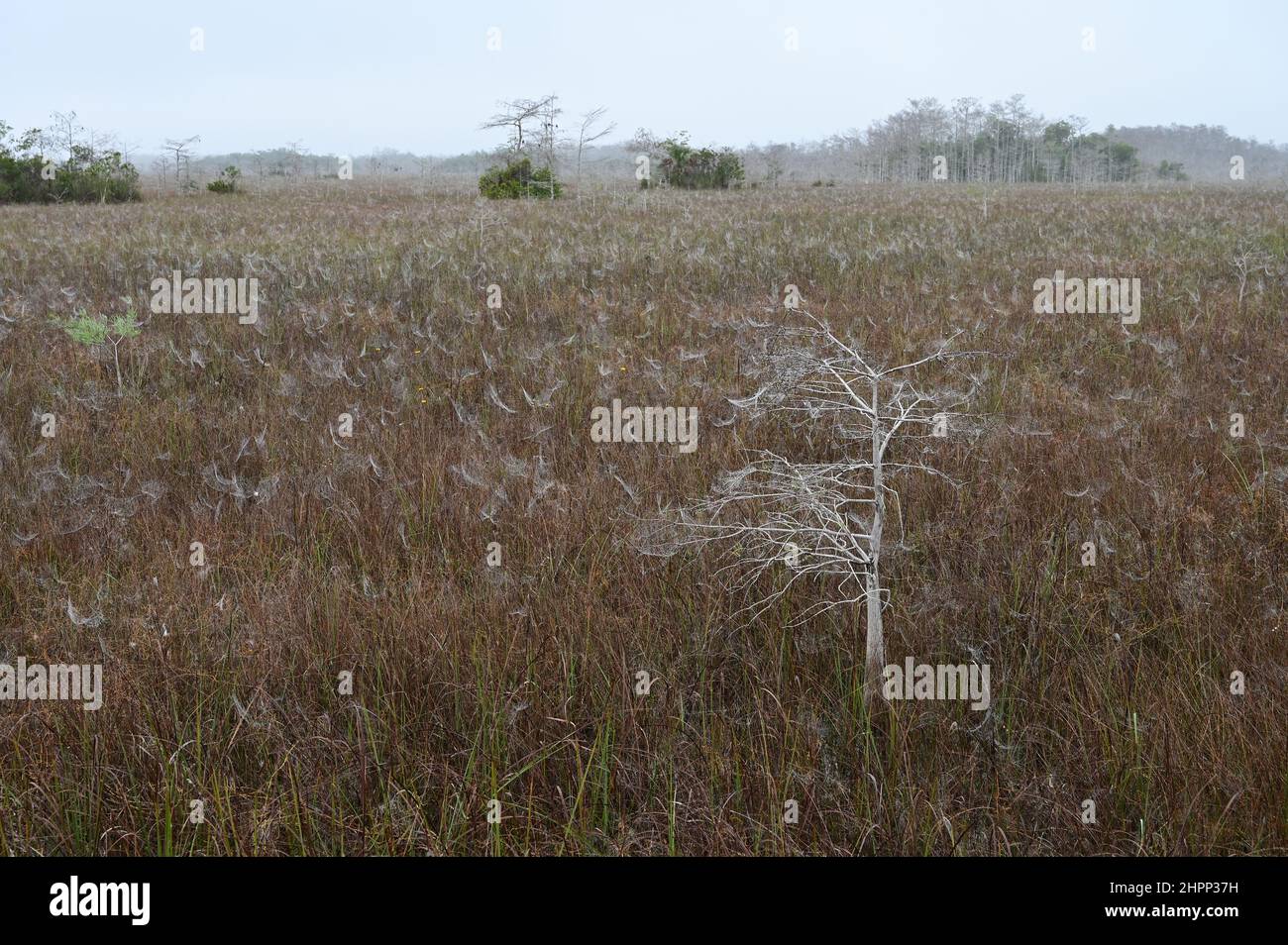 Great egret amidst dew covered spider webs in sawgrass praire in ...