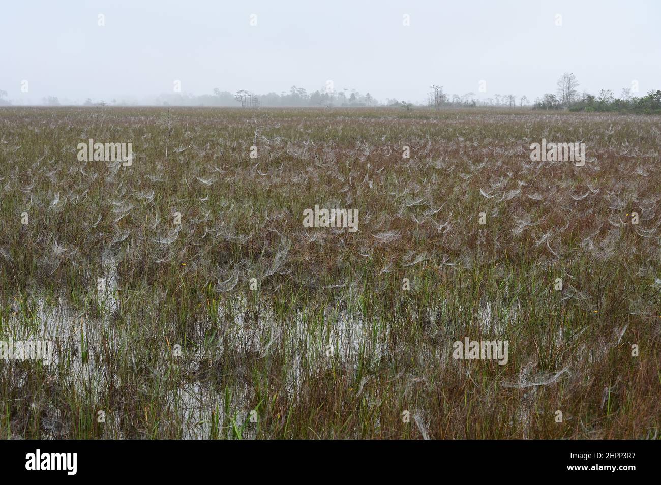Great egret amidst dew covered spider webs in sawgrass praire in ...