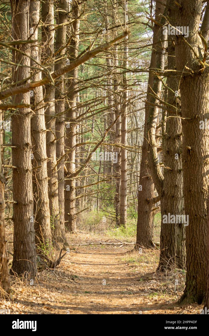 Trees lined along the pathway at Portage Lakes, Ohio Stock Photo - Alamy