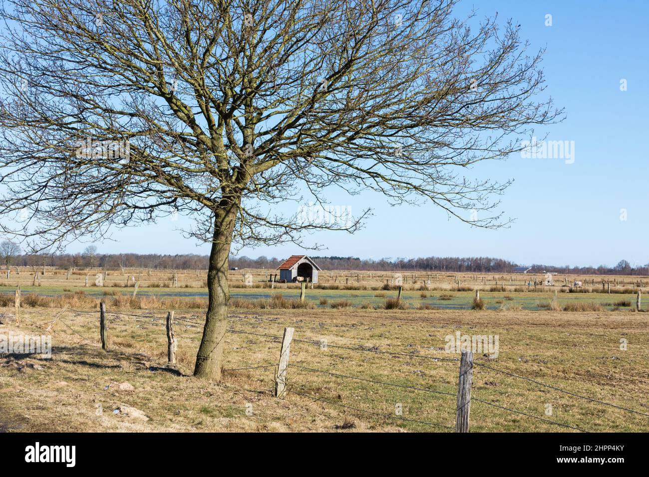 Tree in marsh landscape in Germany during the day Stock Photo - Alamy