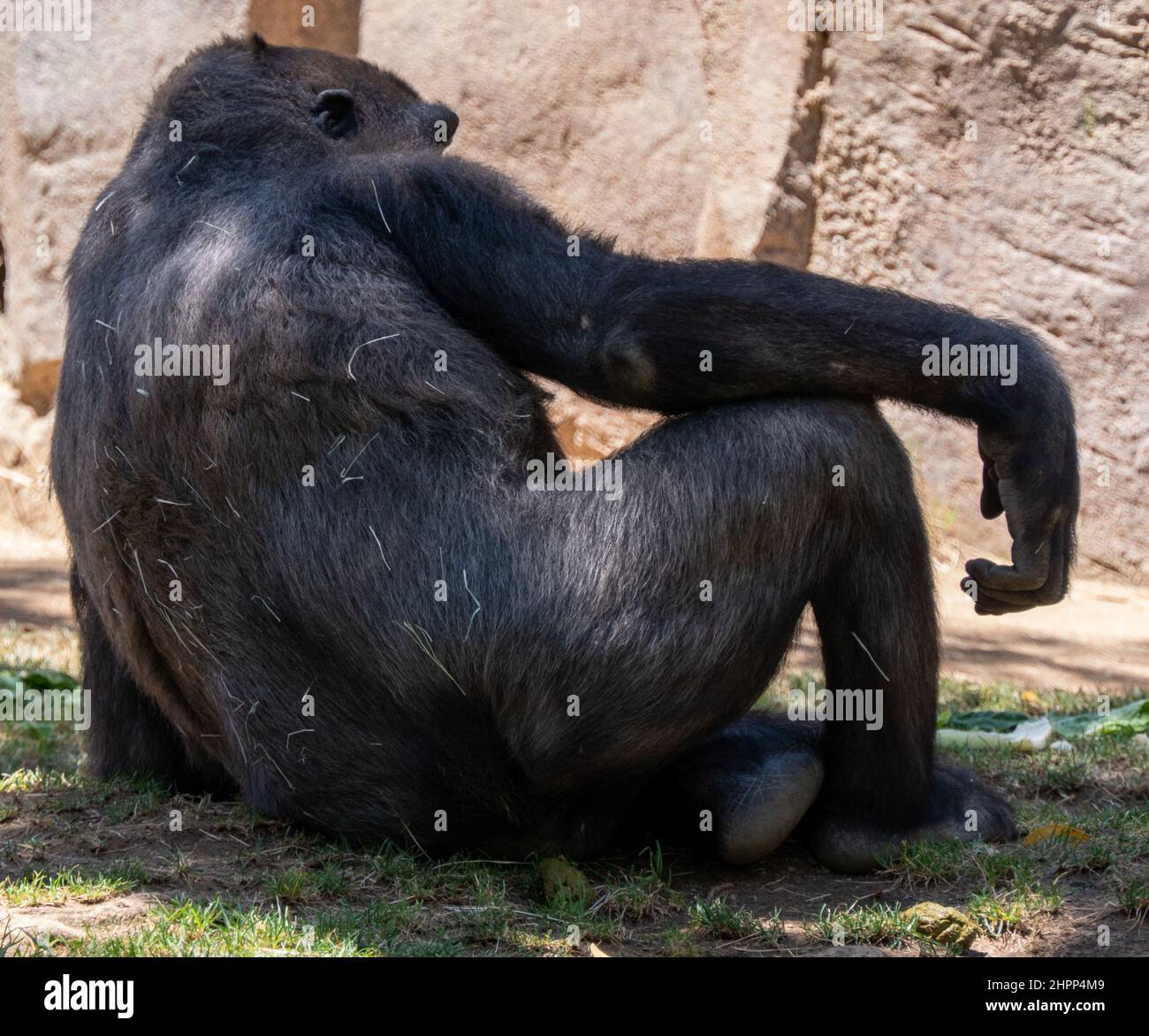 Back view of a gorilla lying on the ground at San Diego Zoo on a sunny ...