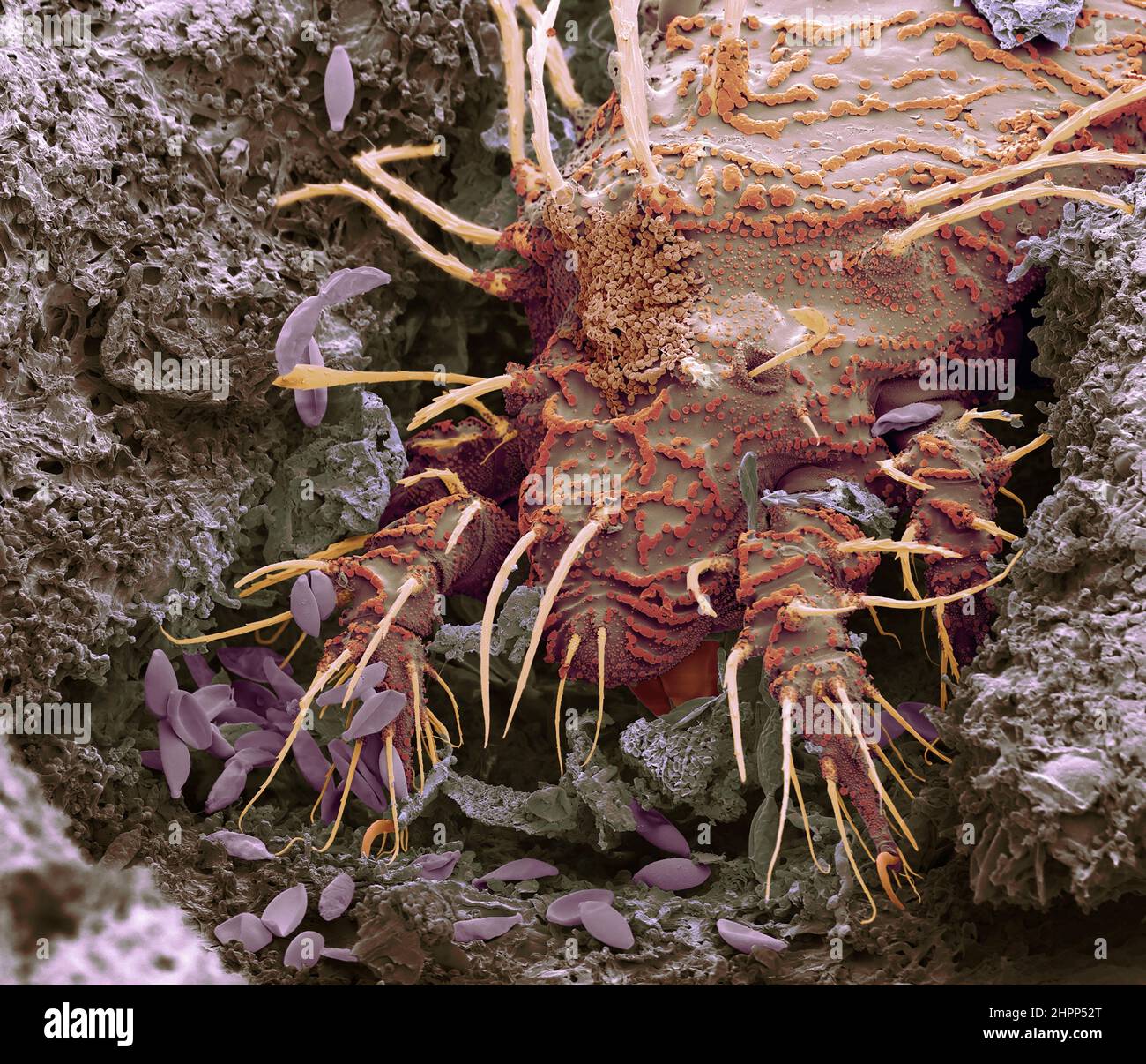 Soil mite, SEM Stock Photo - Alamy