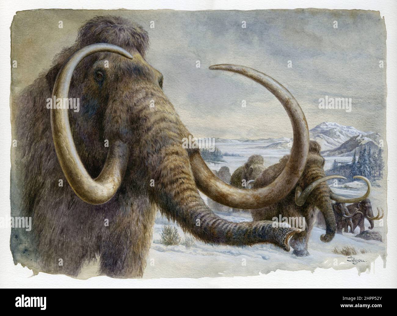 Woolly mammoths, illustration Stock Photo - Alamy