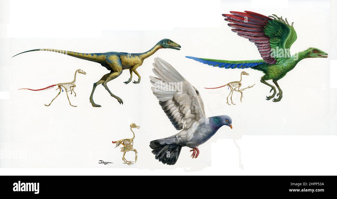 Evolution of birds, illustration Stock Photo - Alamy