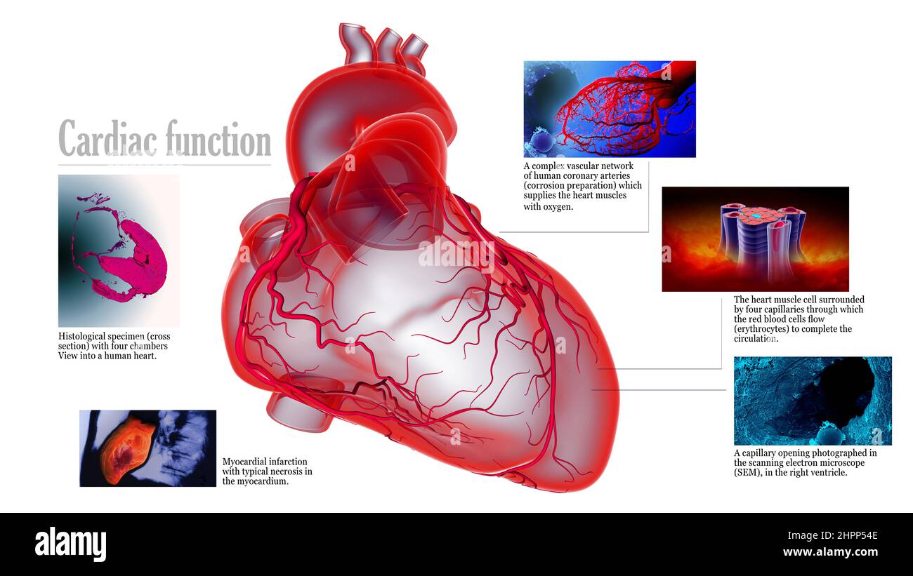 Cardiac function, illustration Stock Photo - Alamy