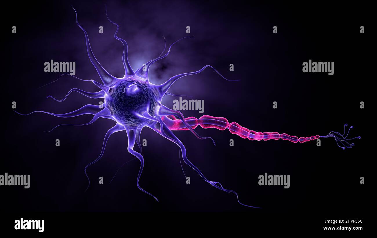 Human nerve cell, illustration Stock Photo - Alamy