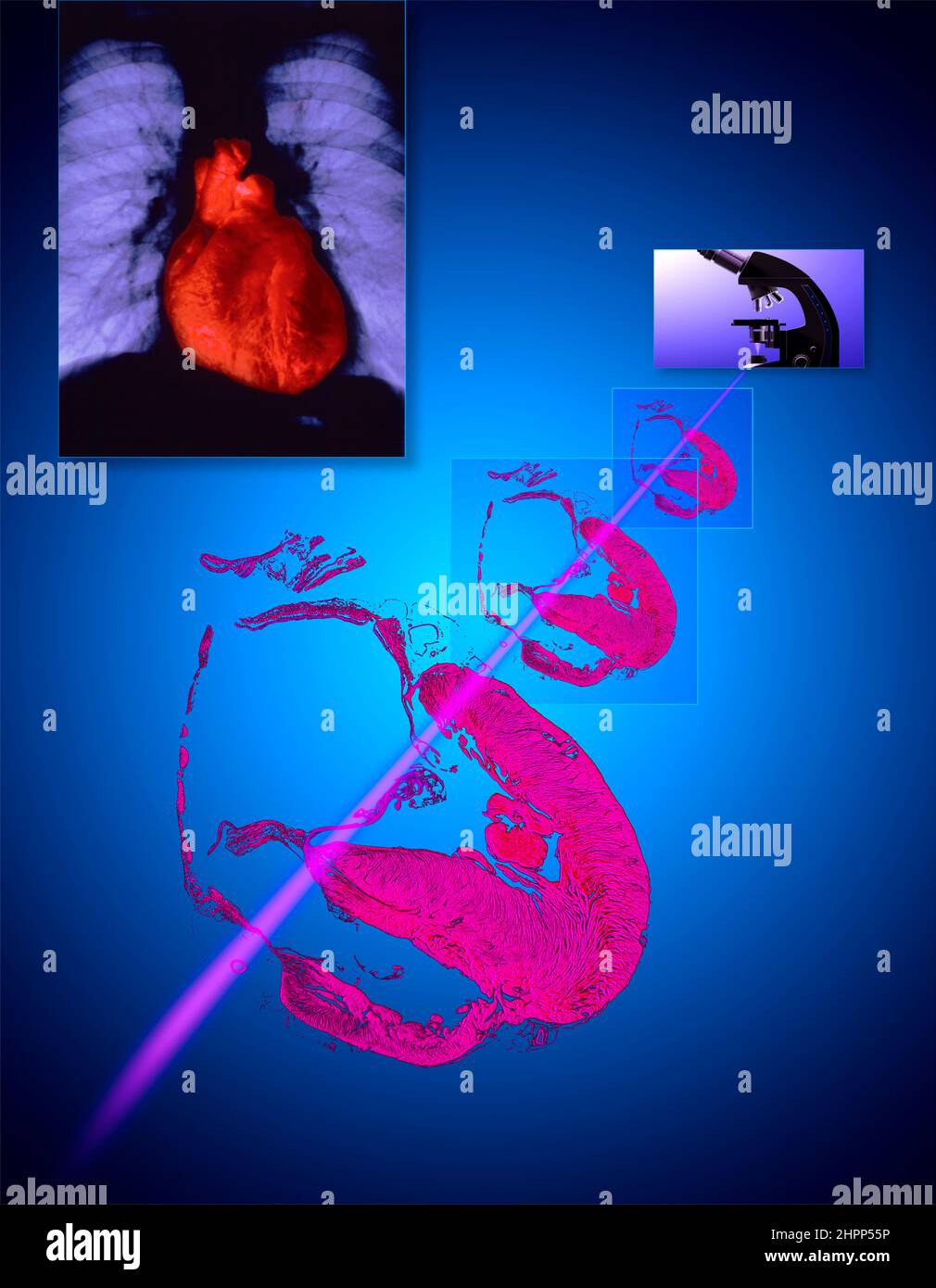 Cardiology research, conceptual illustration Stock Photo - Alamy