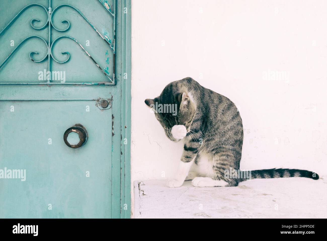 Paw on the face hi-res stock photography and images - Alamy