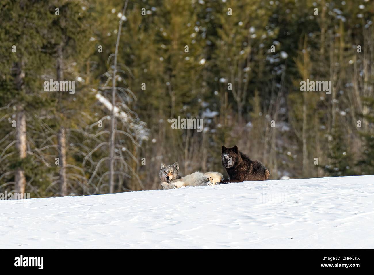 Wildlife wolves pack animal hi-res stock photography and images - Alamy