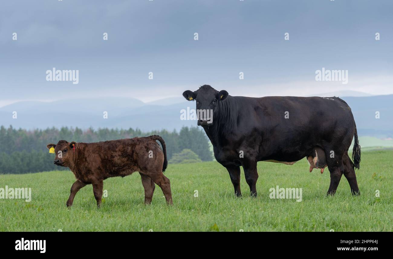 Black beef cow with calf on an upland pasture in the Scottish Borders ...